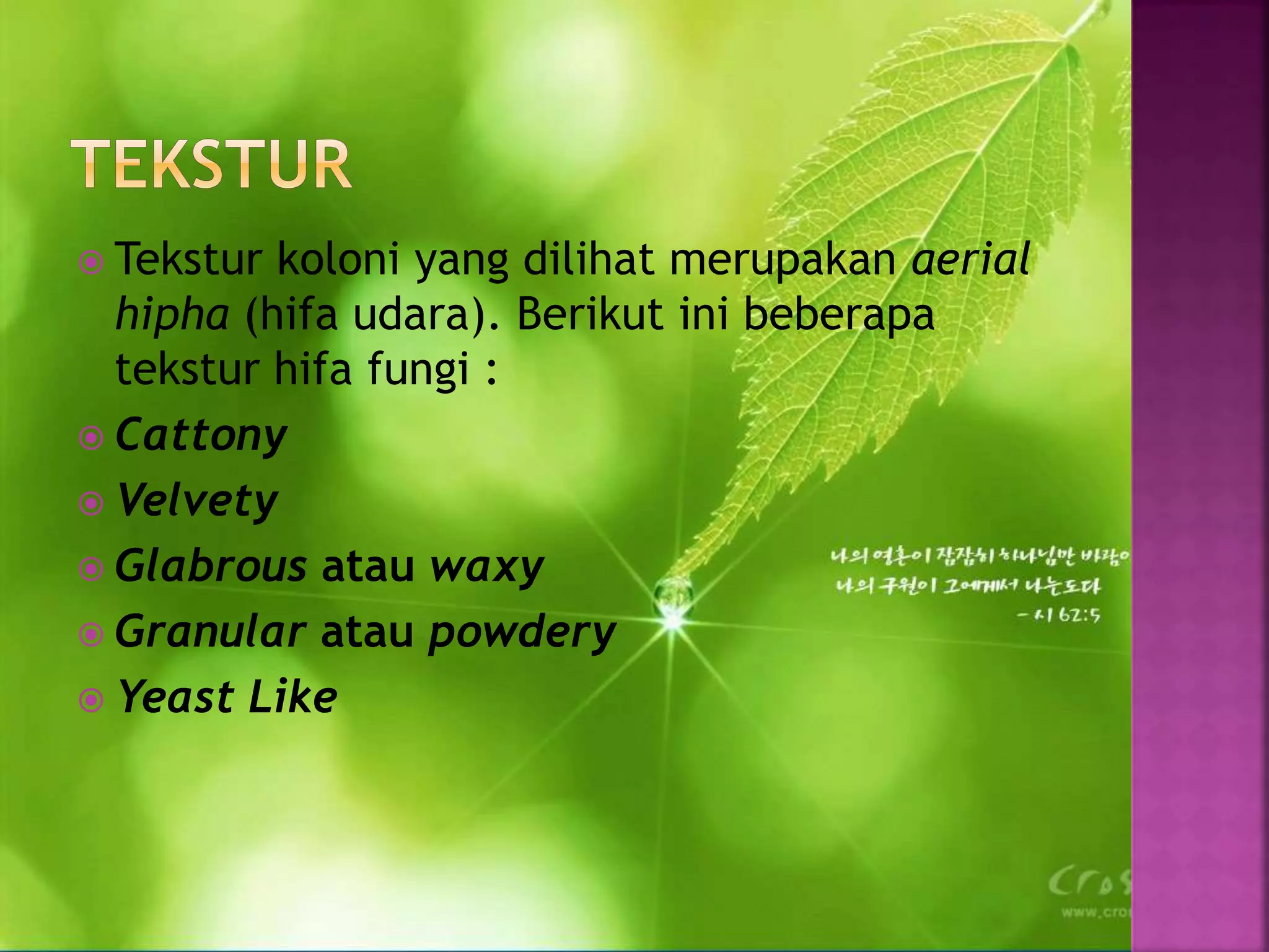 Struktur makroskopis fungi | PPTX