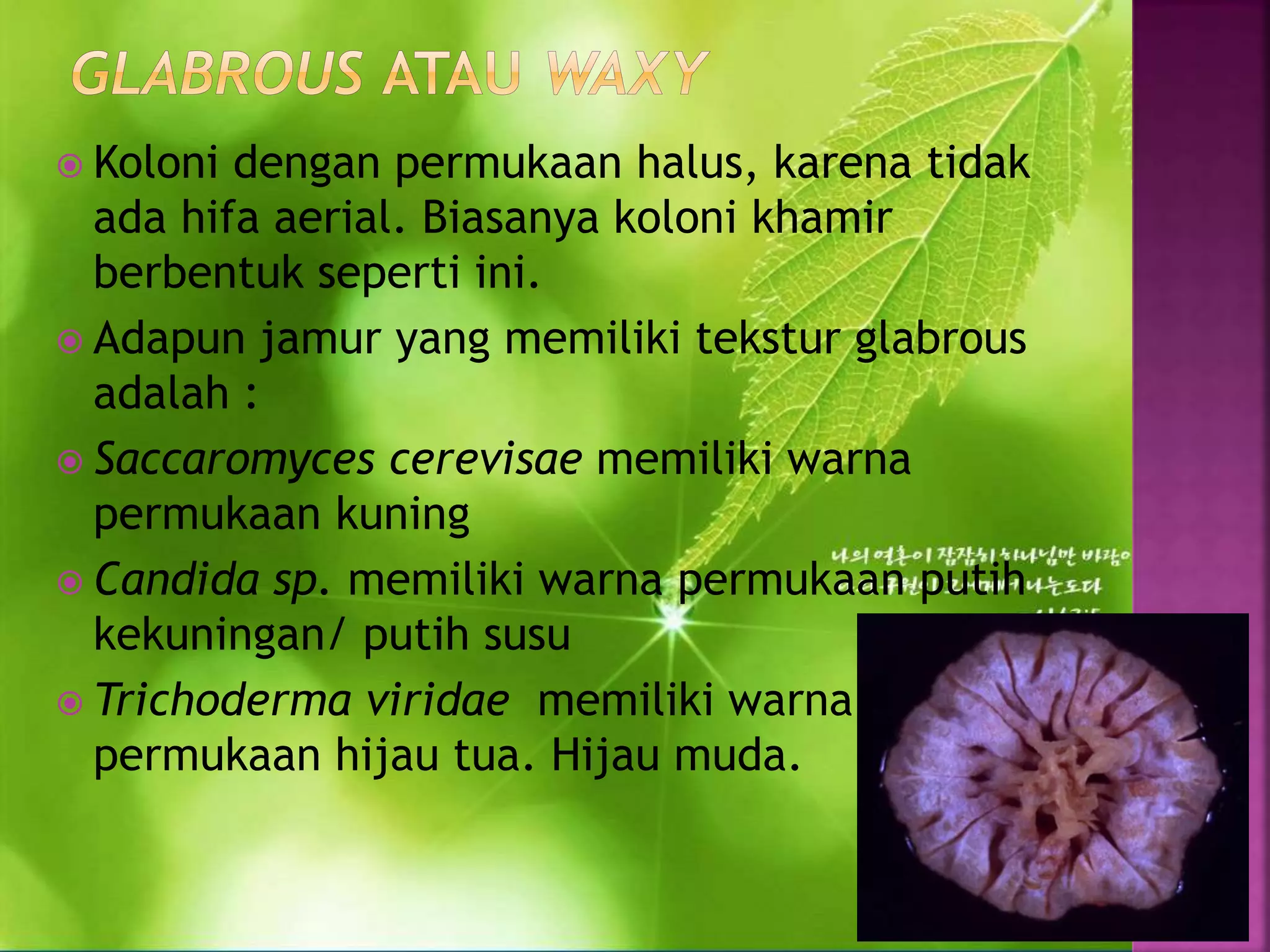 Struktur makroskopis fungi | PPTX