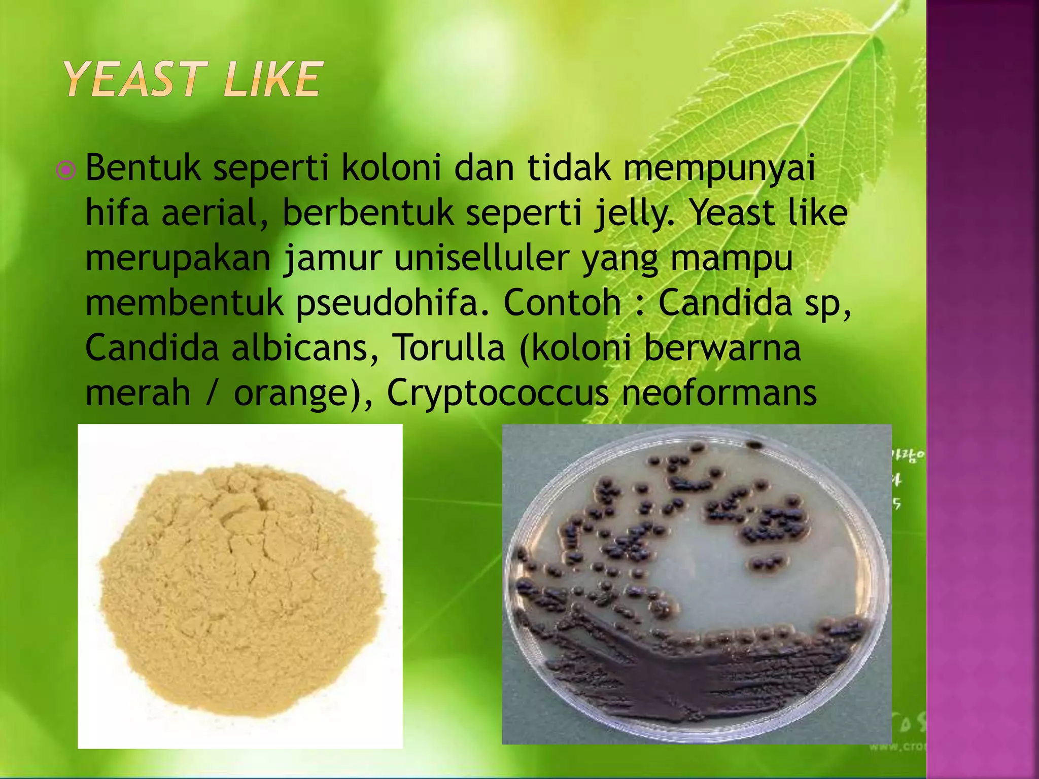 Struktur makroskopis fungi | PPTX