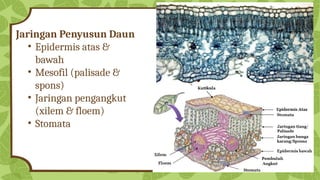 Struktur Organ Tumbuhan DIKOTIL DAN monokotil | PPTX