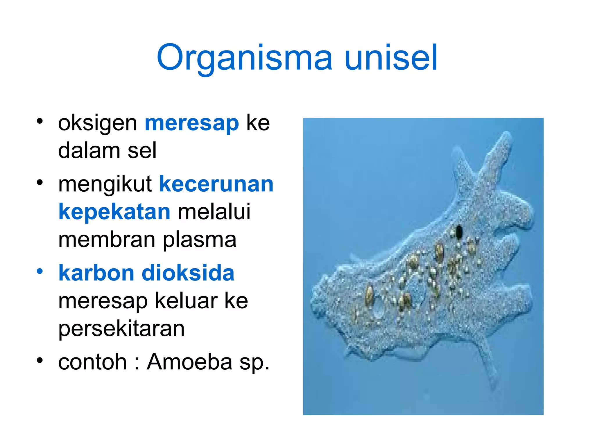 Struktur respirasi dan mekanisme pernafasan dalam manusia dan haiwan 2 ...