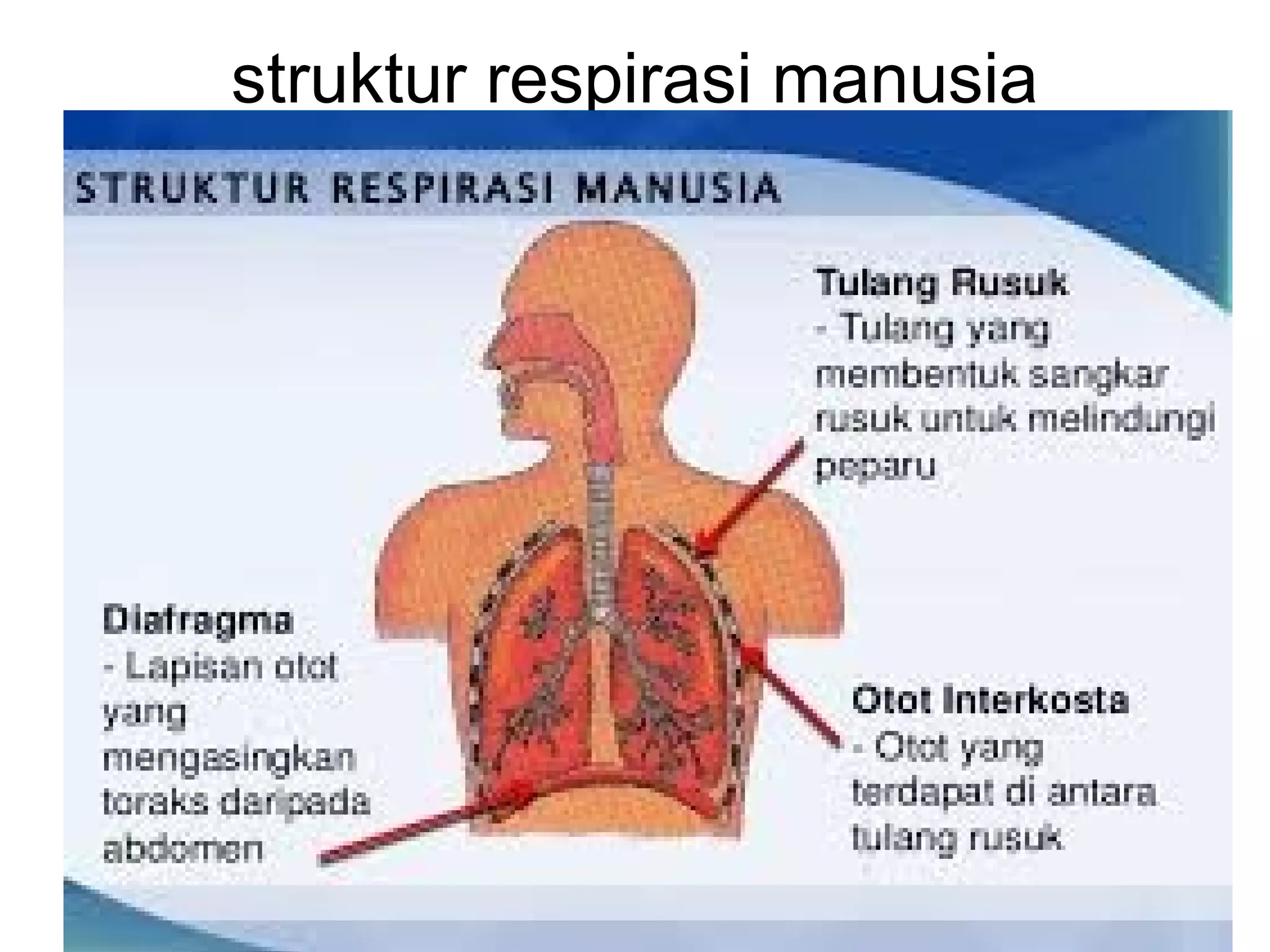 Struktur respirasi dan mekanisme pernafasan dalam manusia dan haiwan 2 ...