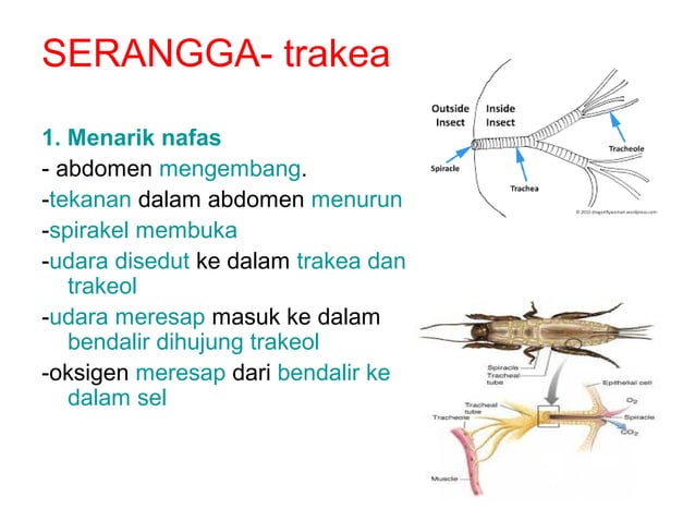 Struktur respirasi dan mekanisme pernafasan dalam manusia dan haiwan 2 ...