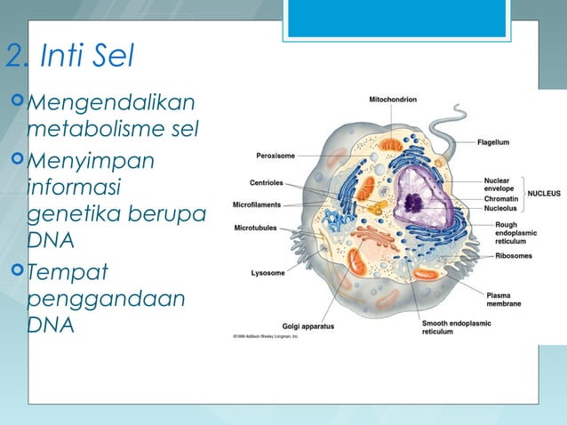 Struktur sel | PPT