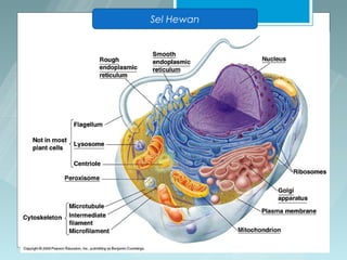 Struktur sel | PPT