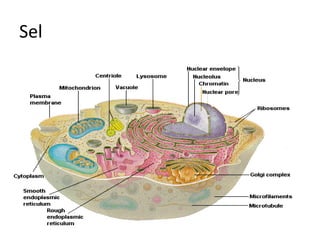 Struktur sel | PPT