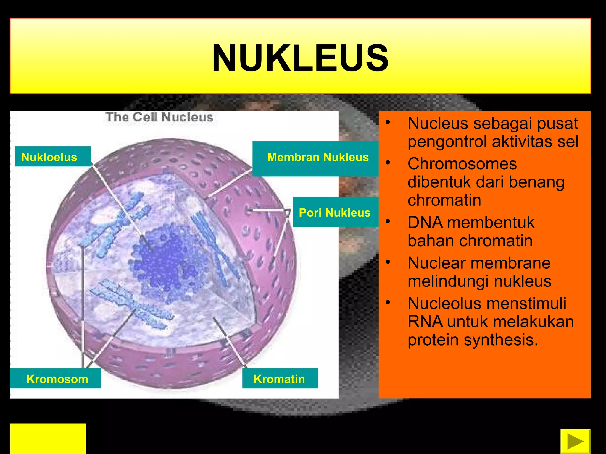 Biologi - Struktur sel | PPT