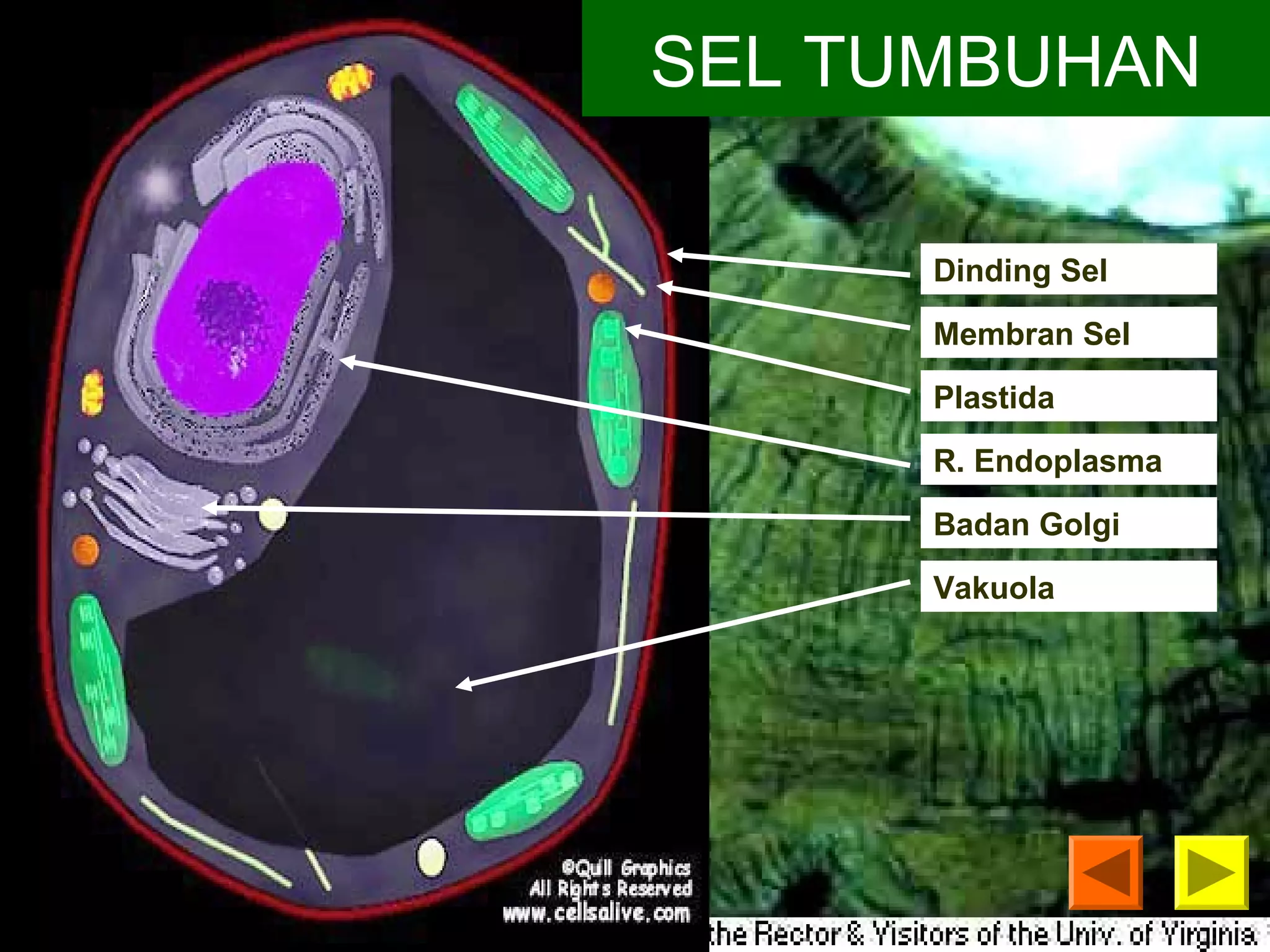 Biologi - Struktur sel | PPT