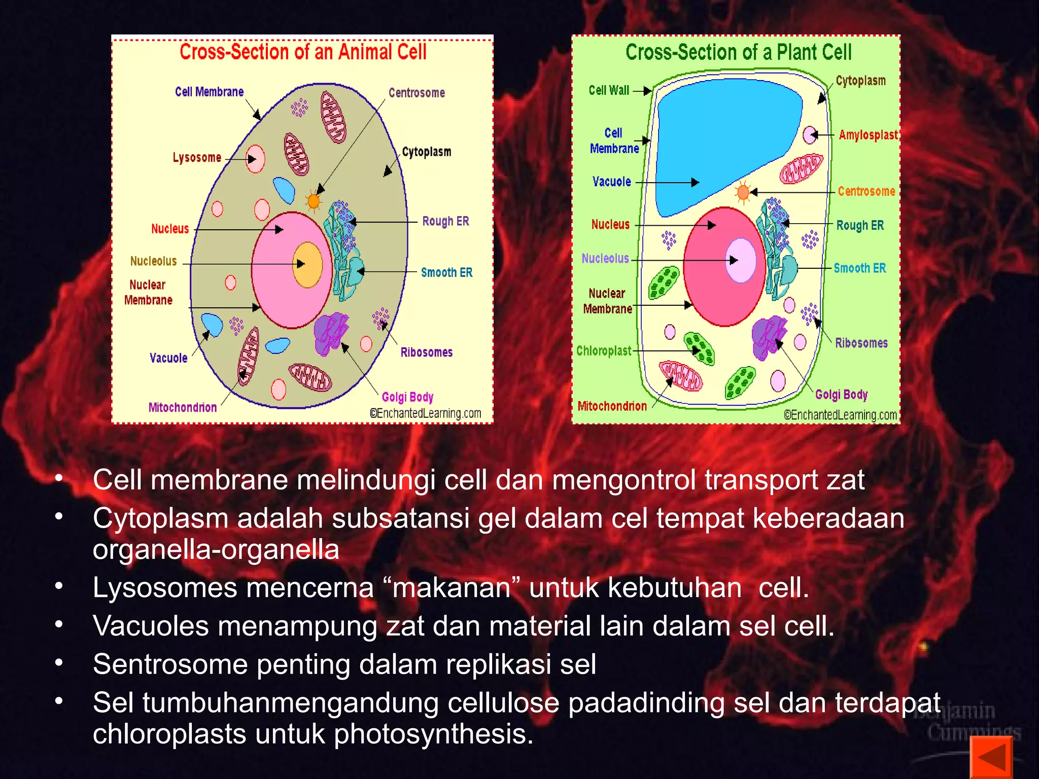 Biologi - Struktur sel | PPT