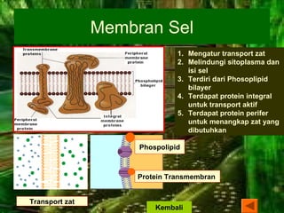 Biologi - Struktur sel | PPT