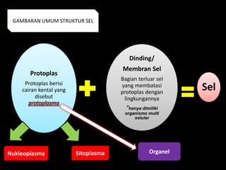 Struktur sel | PPT