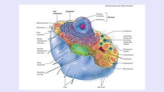 1. Cell Structures and their function.pptx