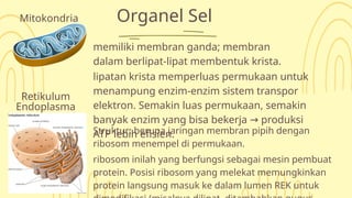 struktur sel mahkluk hidup........... .pptx