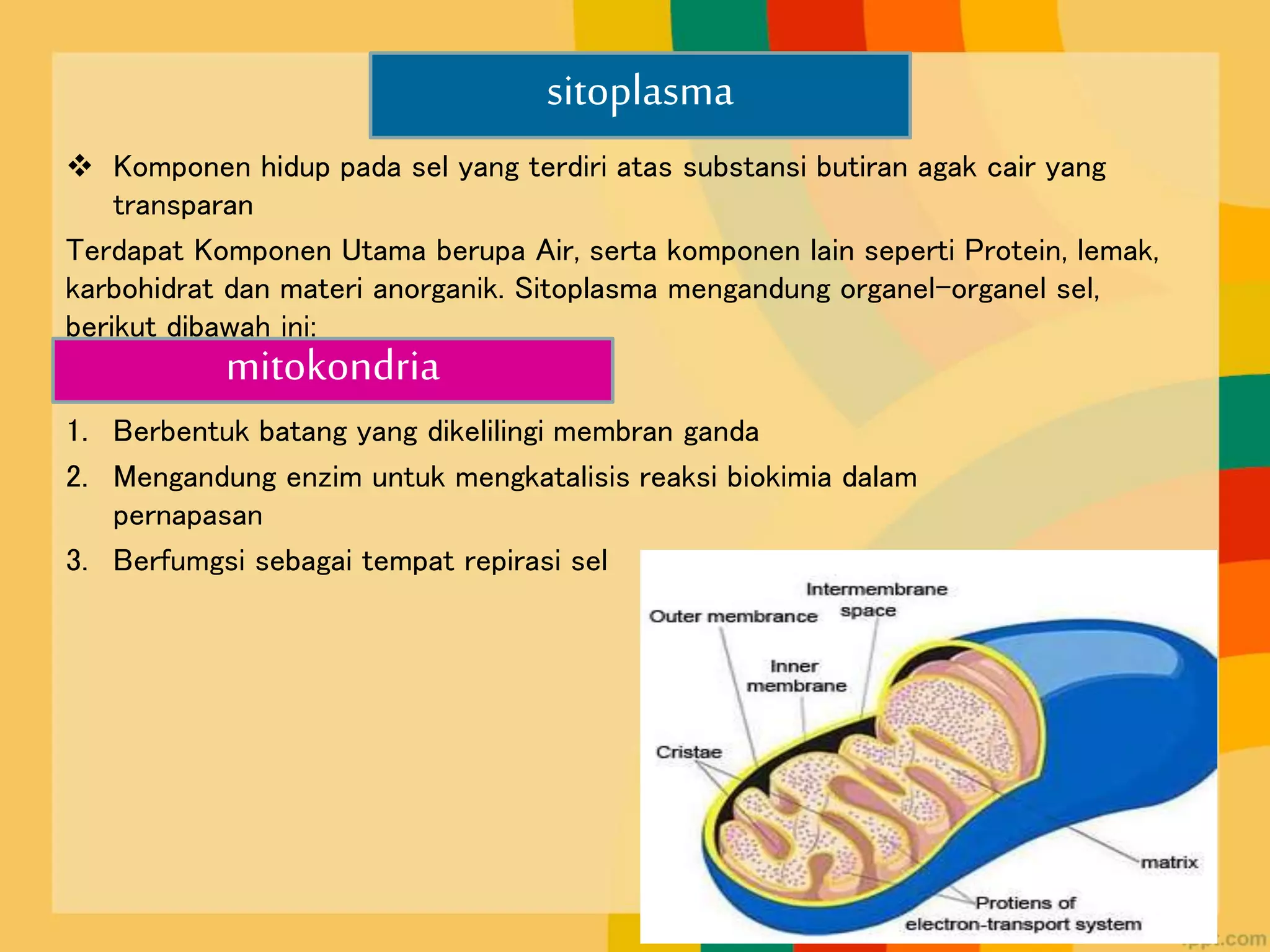 STRUKTUR SEL - Copy.pptx