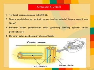 STRUKTUR SEL - Copy.pptx
