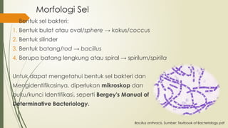 Struktur Sel Bakteri dan Fungsinya. pptx | PPTX