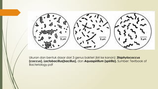 Struktur Sel Bakteri dan Fungsinya. pptx | PPTX