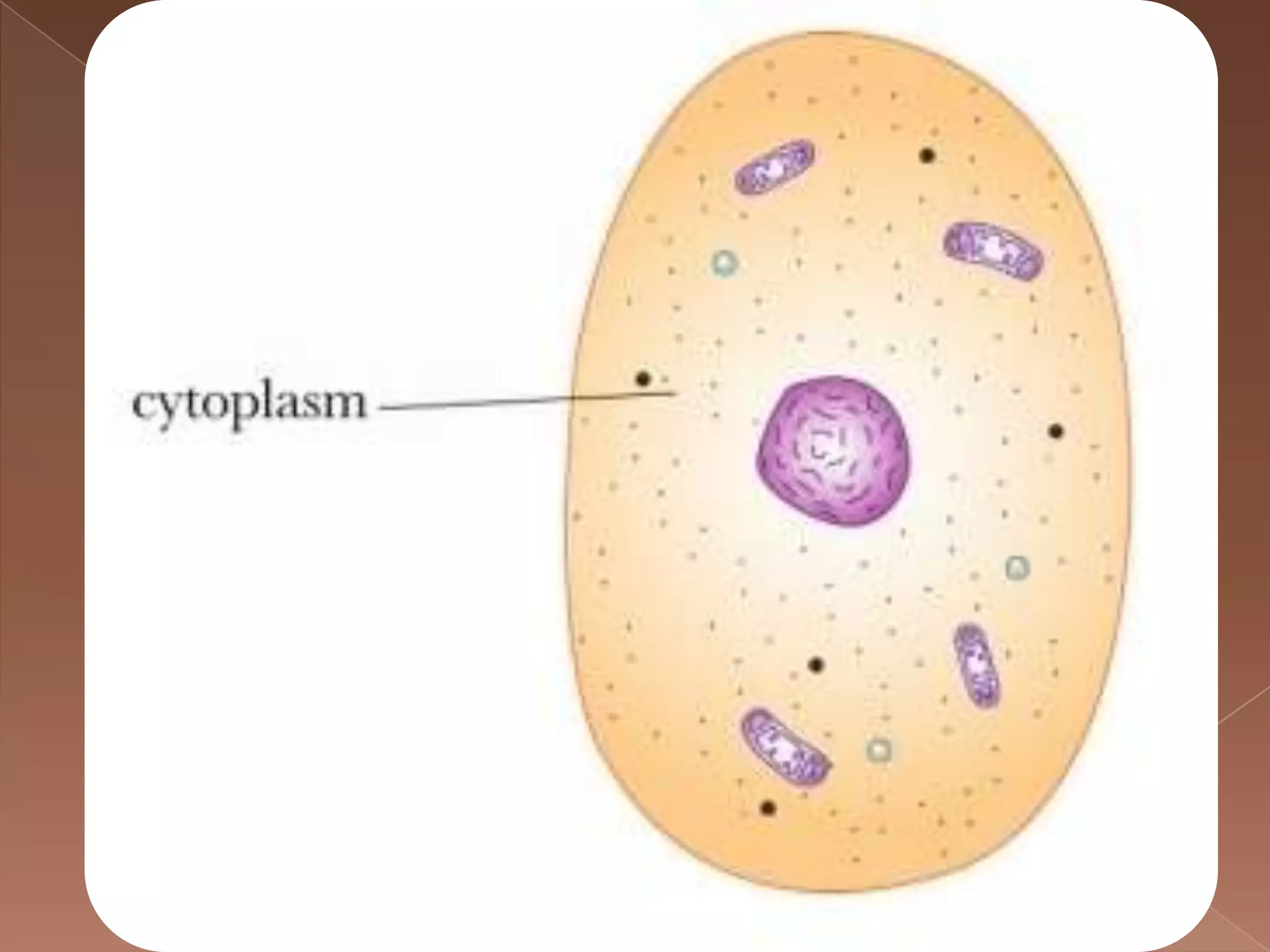 Struktur Sel Eukariotik Pptx