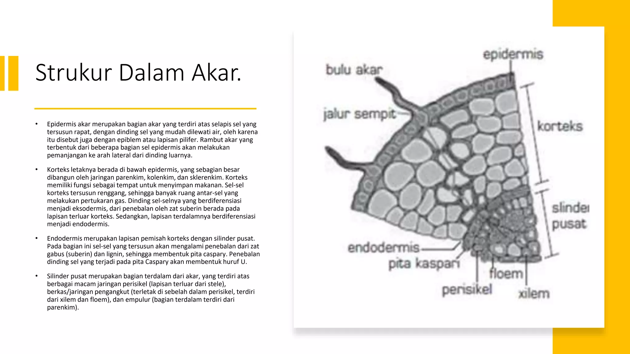 Struktur Tanaman (Akar) | PPTX