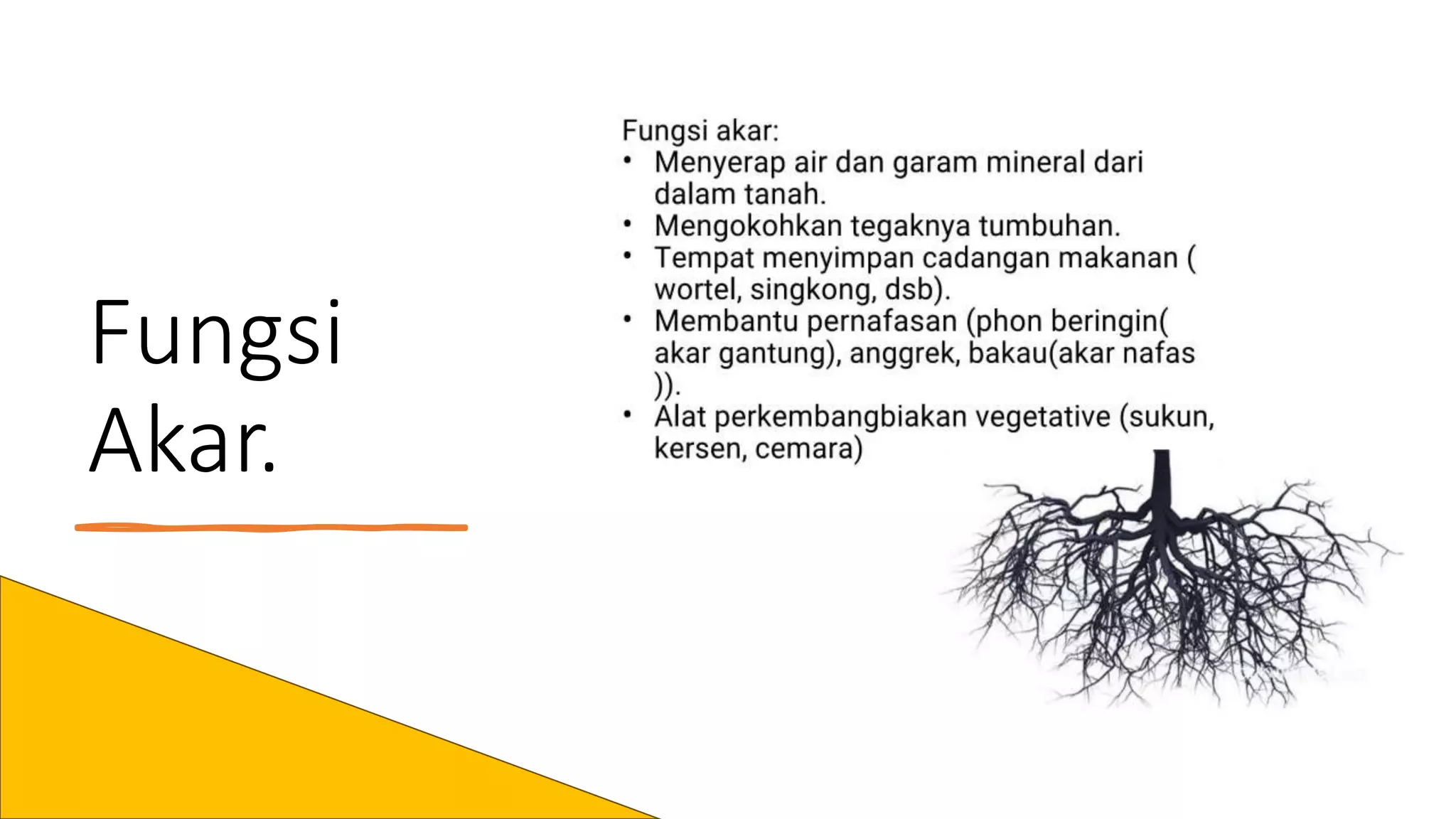 Struktur Tanaman (Akar) | PPTX