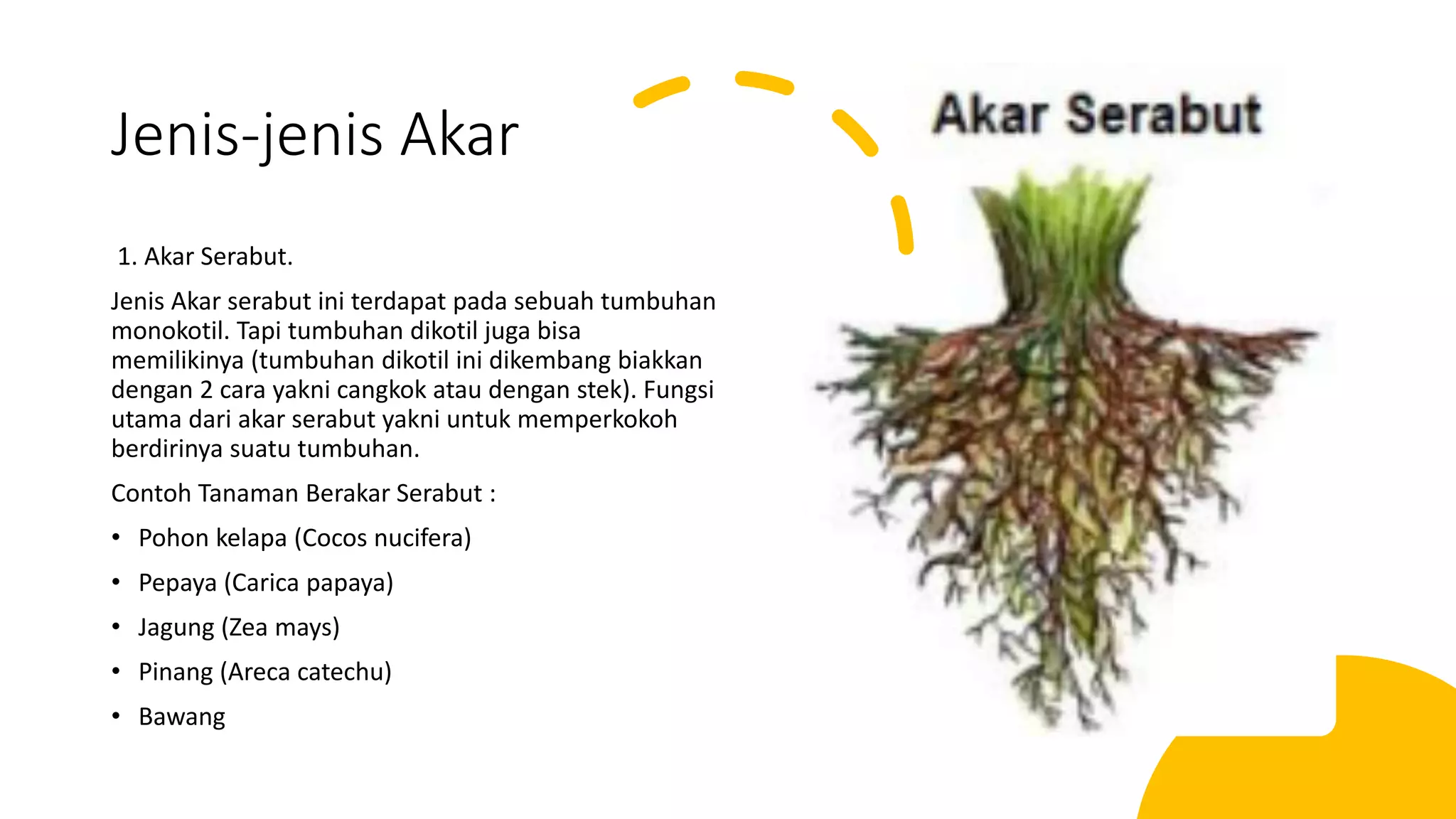 Struktur Tanaman (Akar) | PPTX