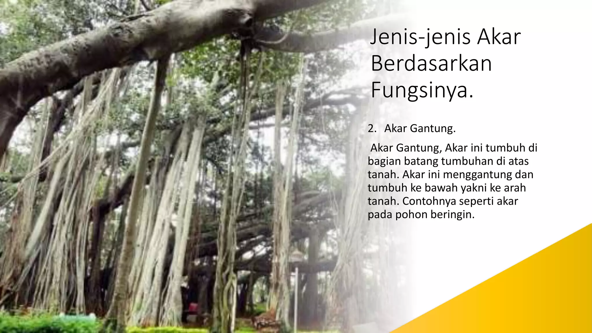 Struktur Tanaman (Akar) | PPTX