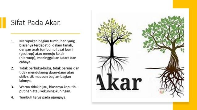 Struktur Tanaman (Akar) | PPTX