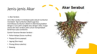 Struktur Tanaman (Akar) | PPTX