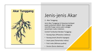 Struktur Tanaman (Akar) | PPTX