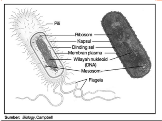 Struktur tubuh bakteri