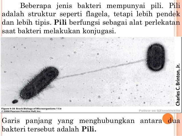 Struktur tubuh bakteri