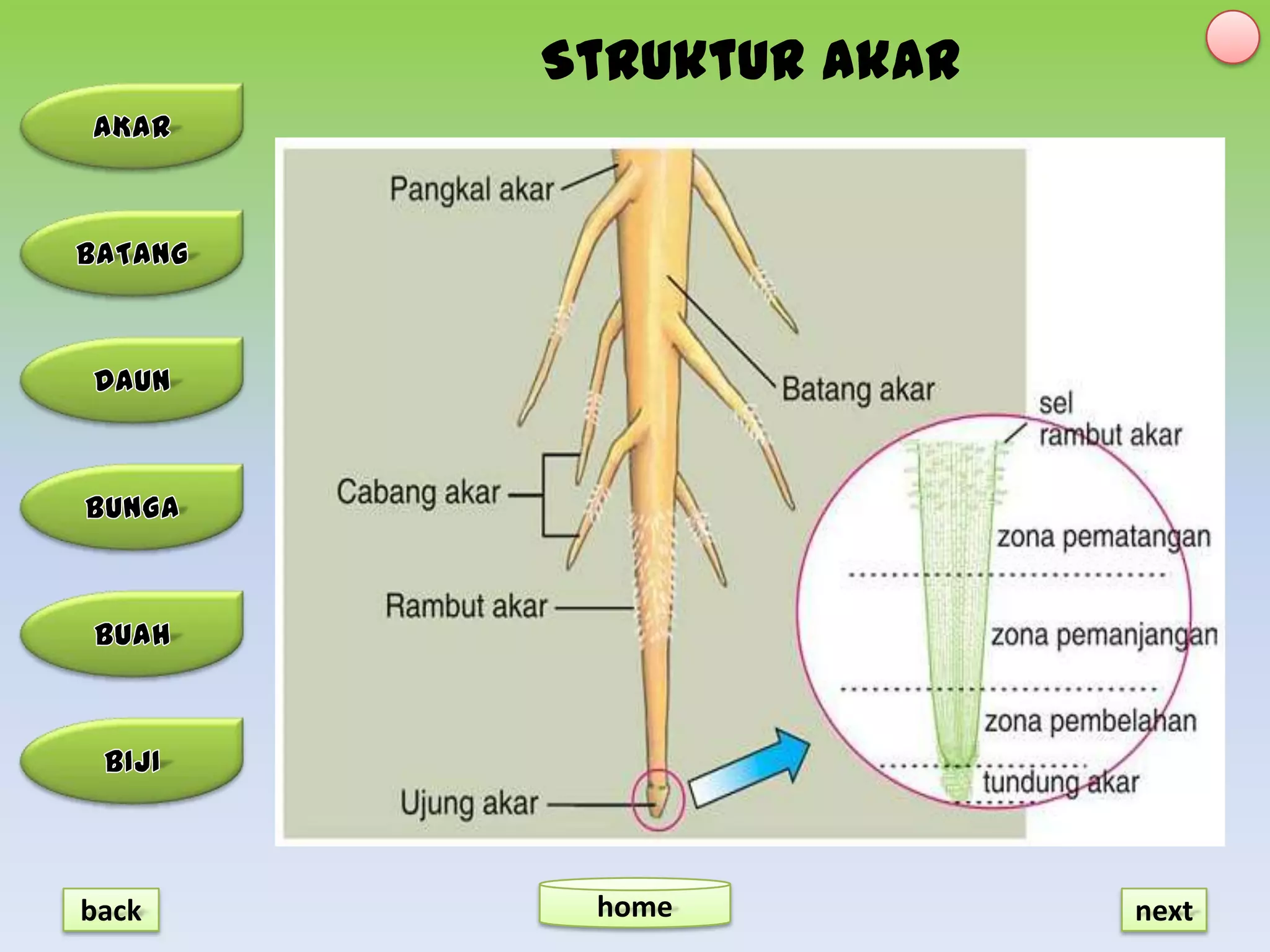 Struktur tumbuhan | PPTX