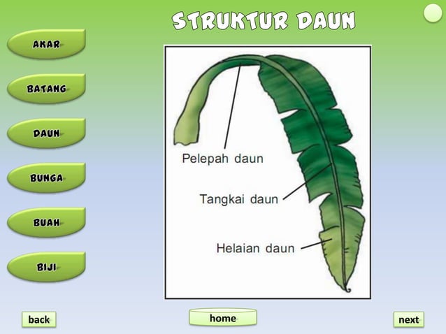 Struktur tumbuhan | PPTX