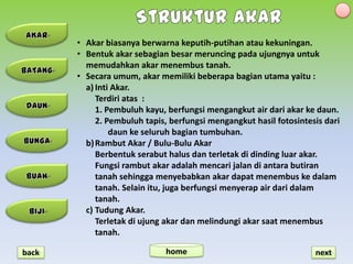 Struktur tumbuhan | PPTX