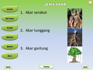 Struktur tumbuhan | PPTX