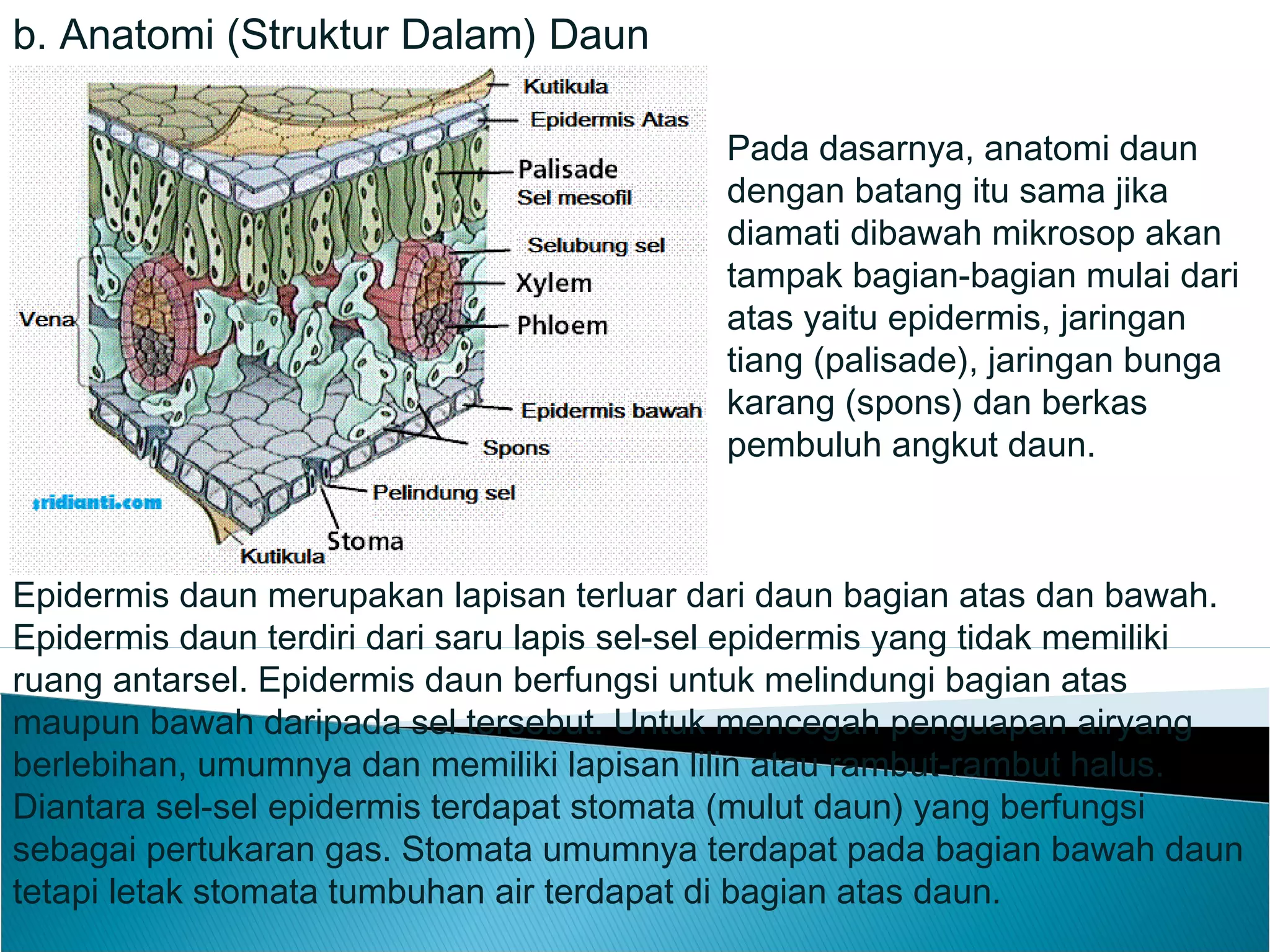 Struktur dan Fungsi Tumbuhan | PPT