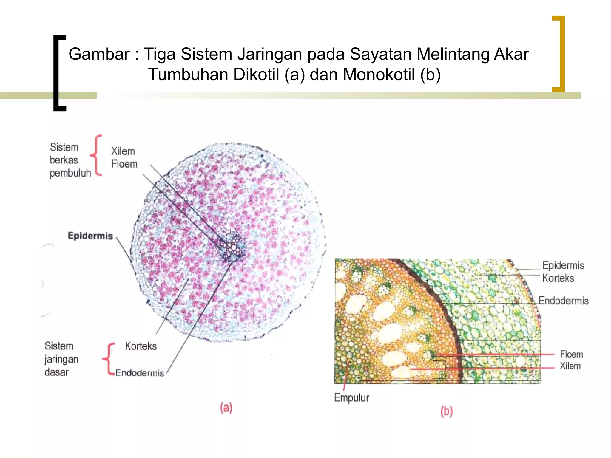 Struktur tumbuhan | PPT
