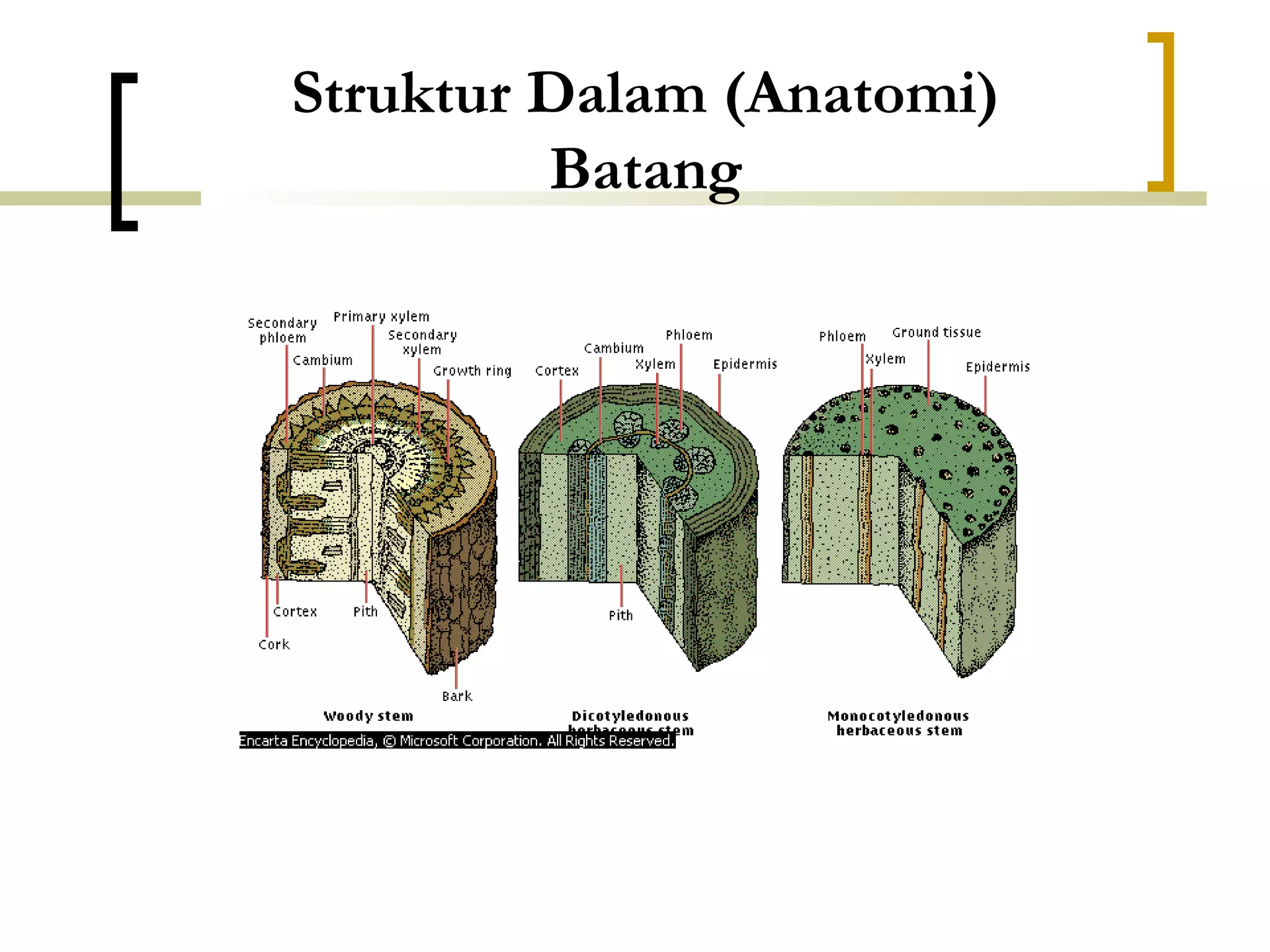 Struktur tumbuhan | PPT