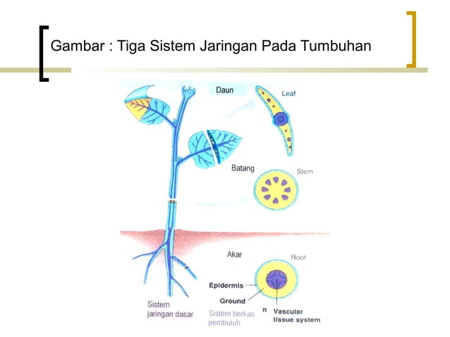 Struktur tumbuhan | PPT