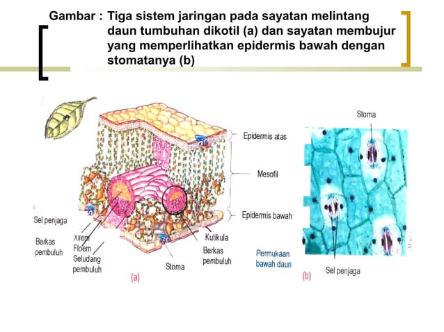 Struktur tumbuhan | PPT