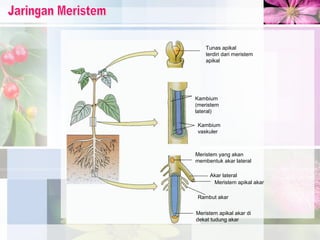 Struktur umum tumbuhan | PPT