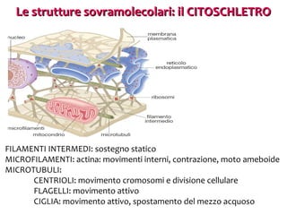 Struttura della cellula eucariote | PPT