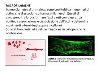 Struttura della cellula eucariote | PPT