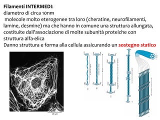 Struttura della cellula eucariote | PPT
