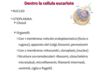 Struttura della cellula eucariote | PPT