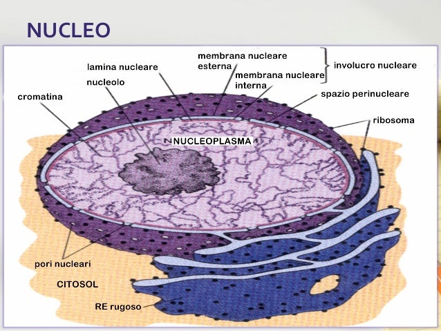 Struttura delle cellule