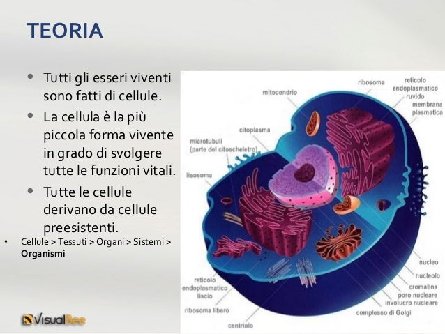 Struttura delle cellule
