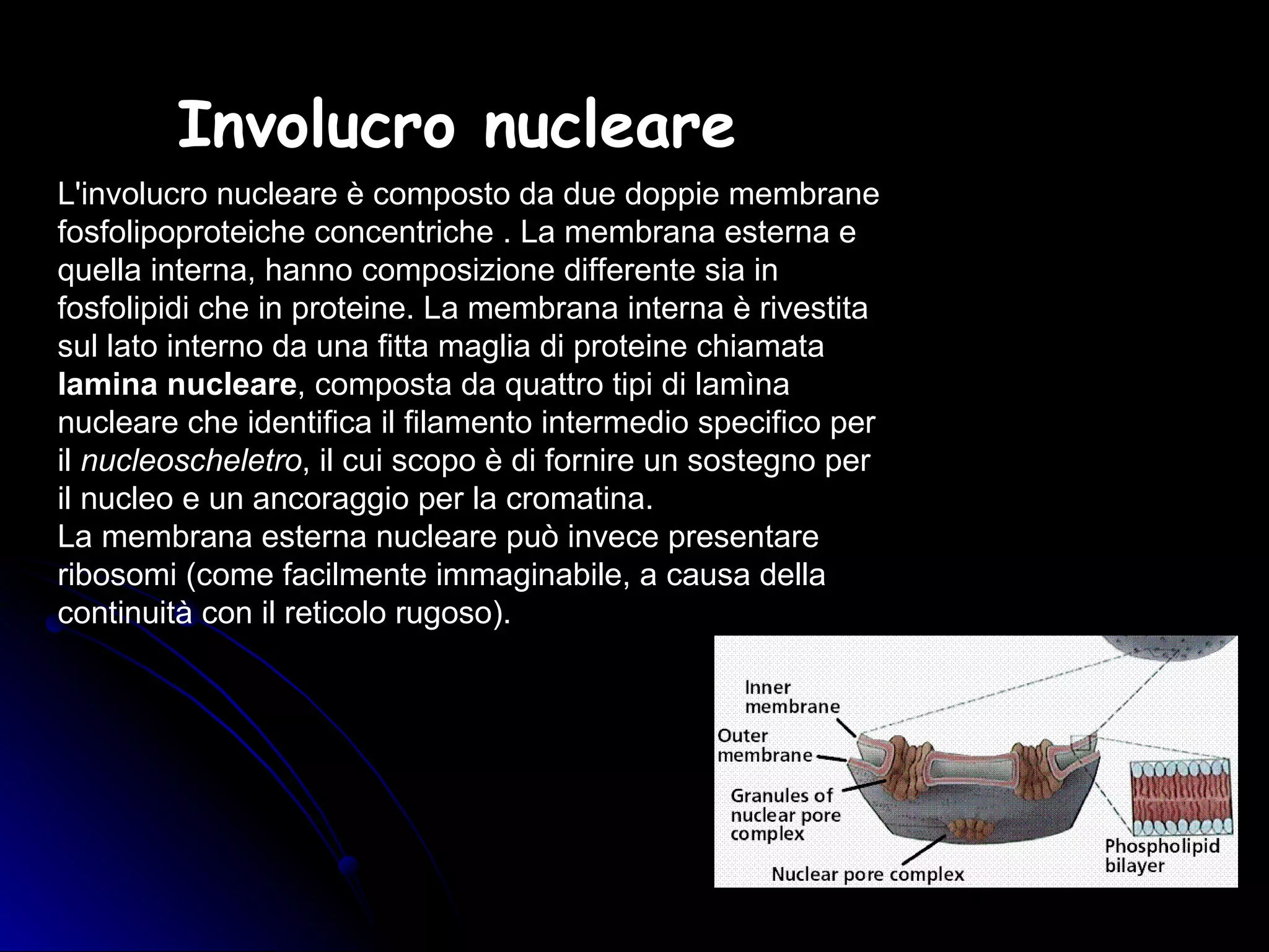 Struttura del nucleo | PPT