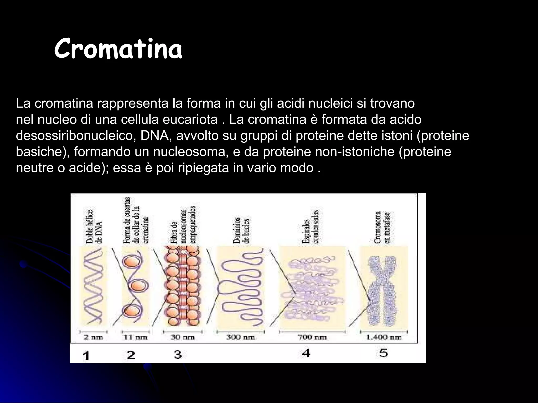 Struttura del nucleo | PPT