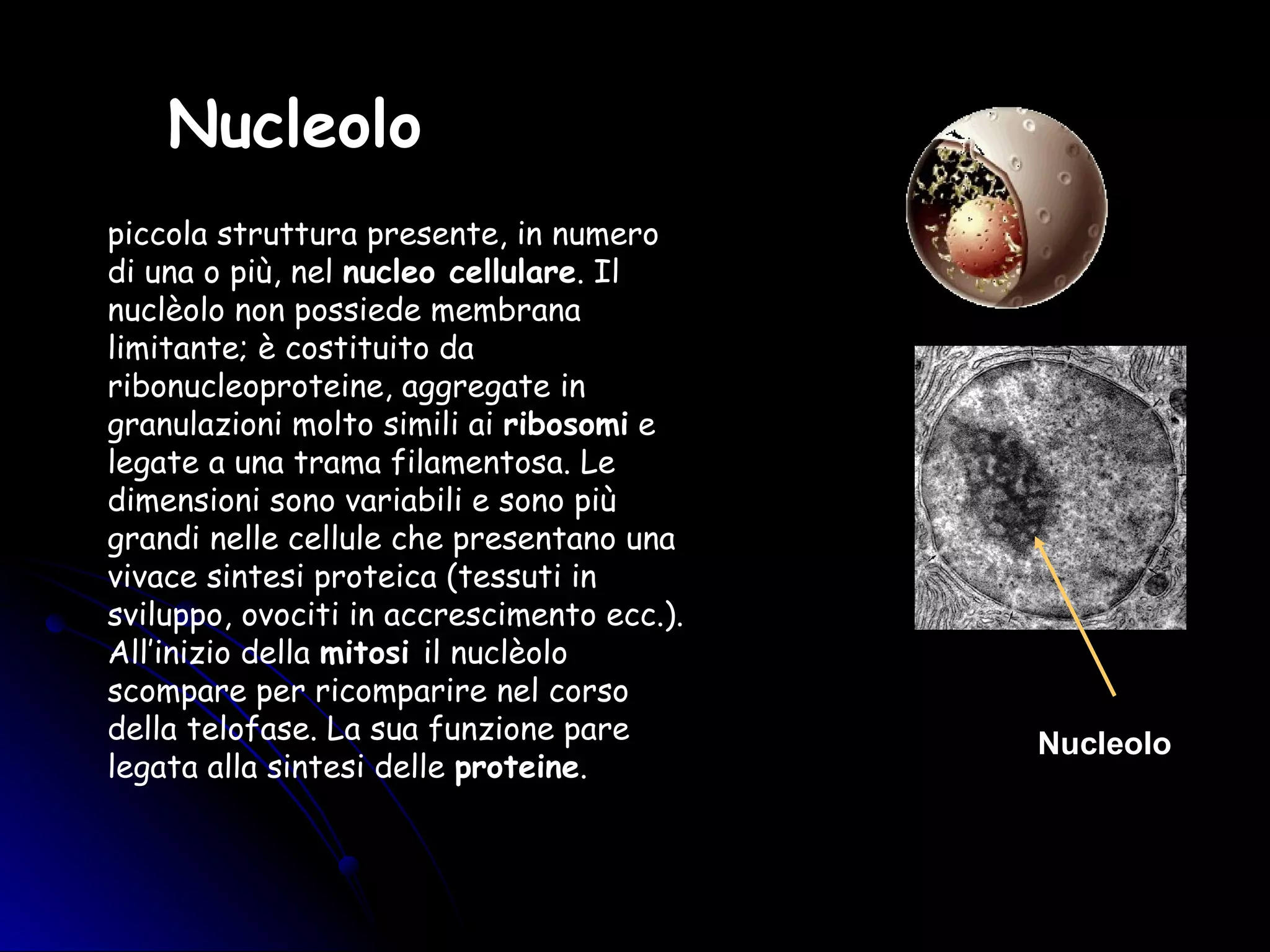 Struttura del nucleo | PPT